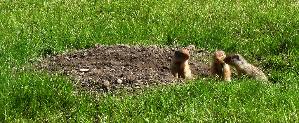 a two week book chapter – a.k.a. down the writing burrow – patter